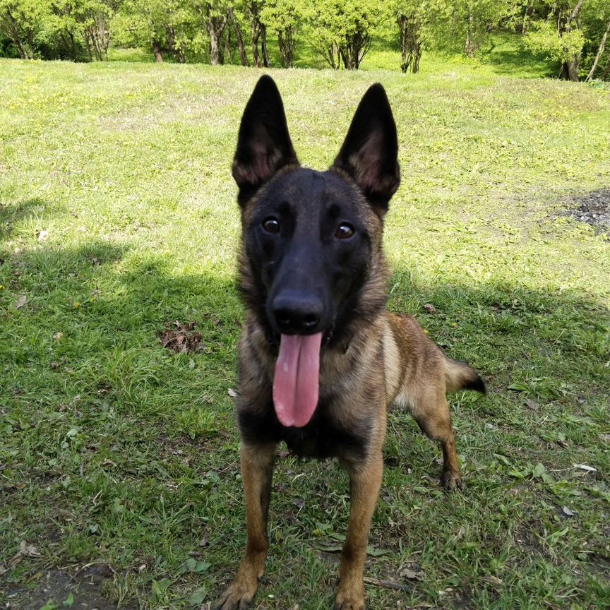 Бельгийская овчарка малинуа