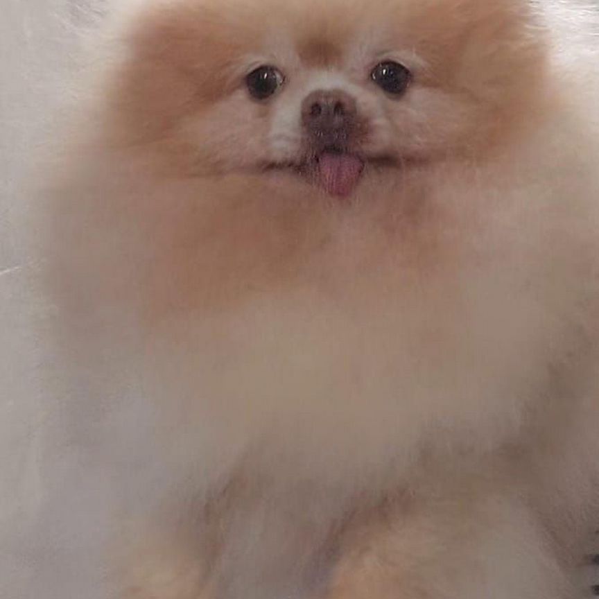 Кукольный мальчик померанский шпиц