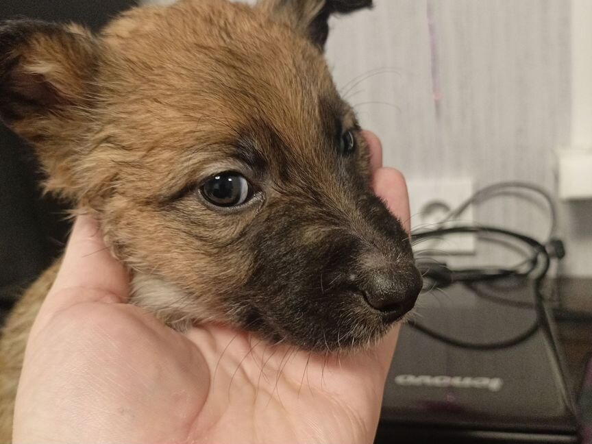 Собака (сучка)