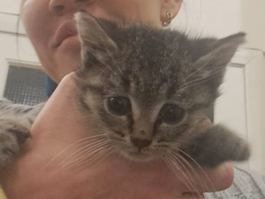 Котёнок, с ладошку