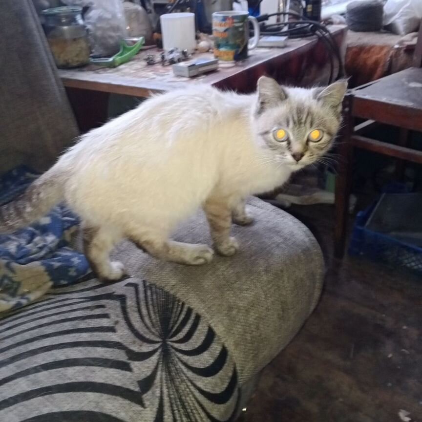 Отдам котят в добрые руки