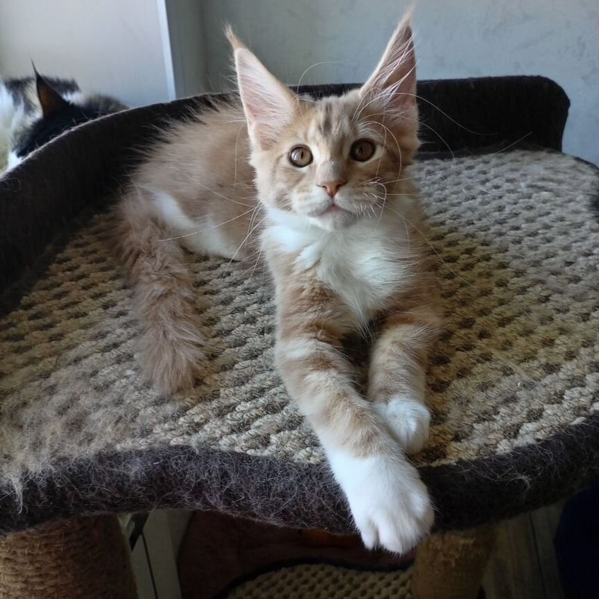 Мейн кун девочка