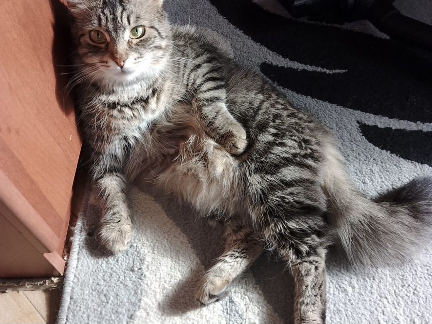 Кошечка-спасеныш в поисках дома