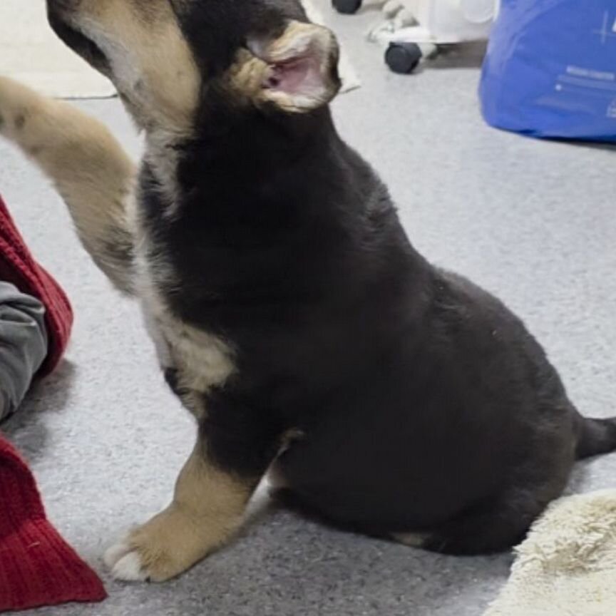 Щенок в добрые руки