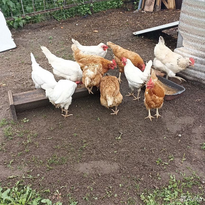 Куры несушки бесплатно