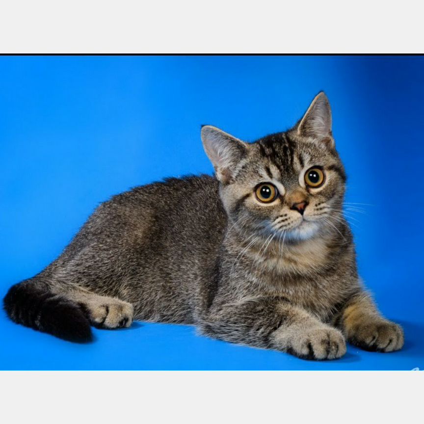 Британский мачо