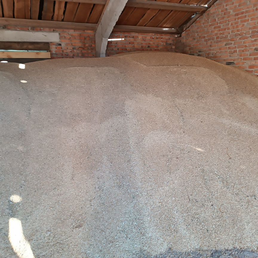 Зерно ячмень