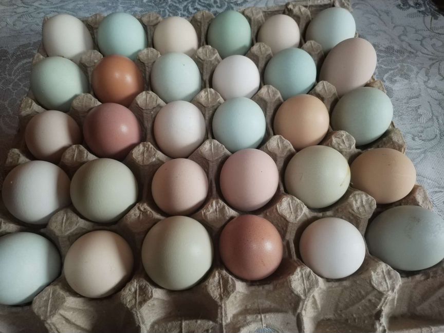 Инкубационное яйцо кур несушек