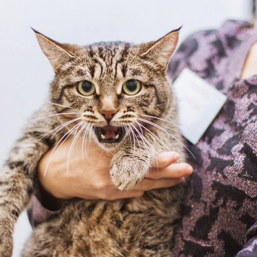 Кошка Рыся в добрые руки