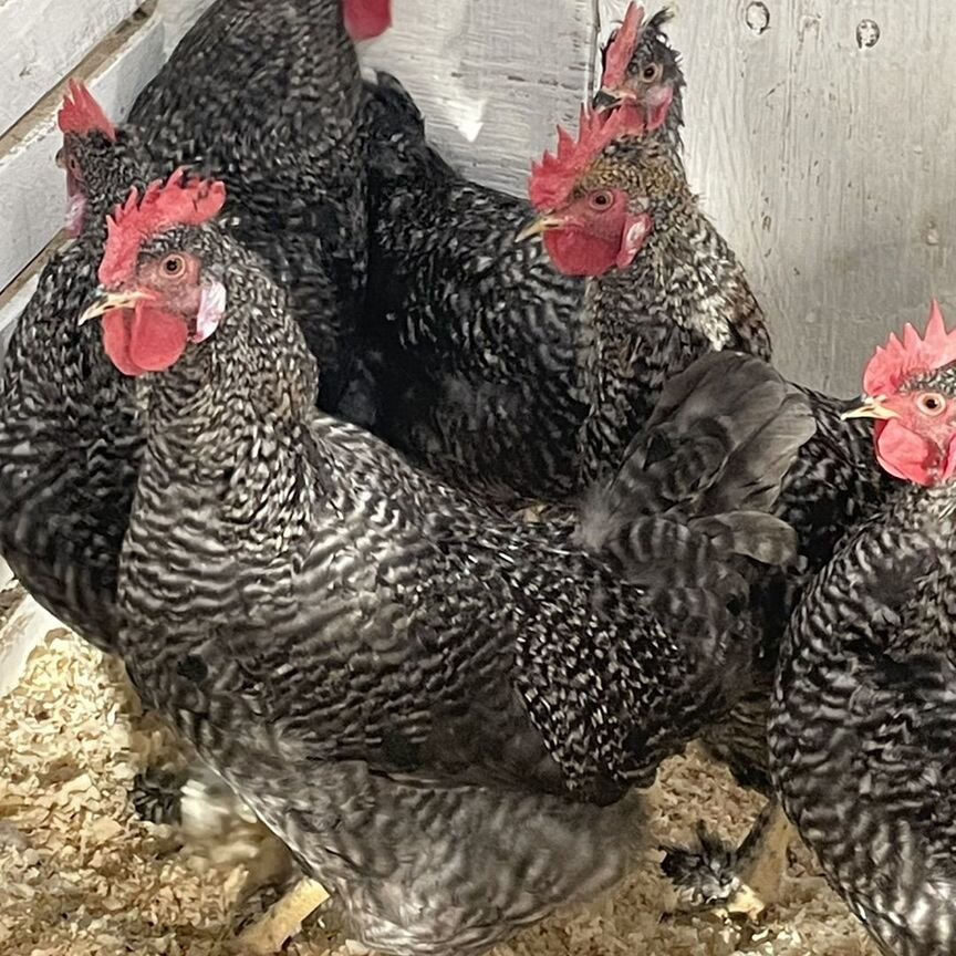 Молодые петухи