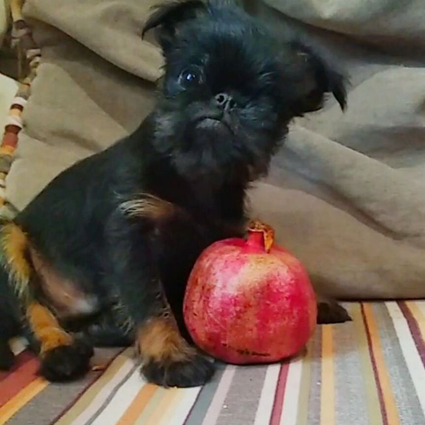 Бельгийский гриффон черноподпалый мальчик