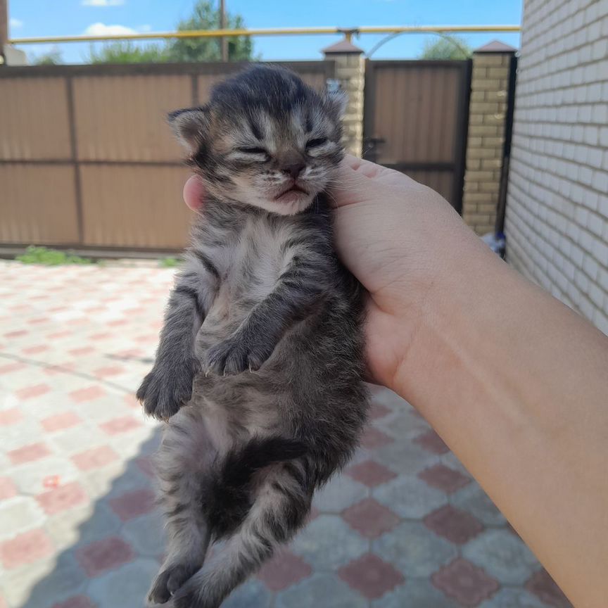 2 котёнка очень ищут семью