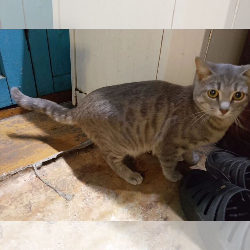 Взрослая, Девочка кошка в добрые руки