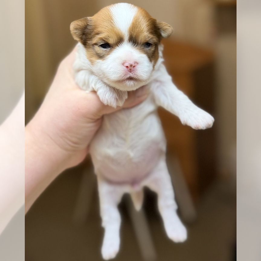 Йоркширский терьер, щенок