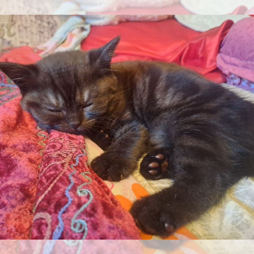 Британский короткошёрстный котёнок