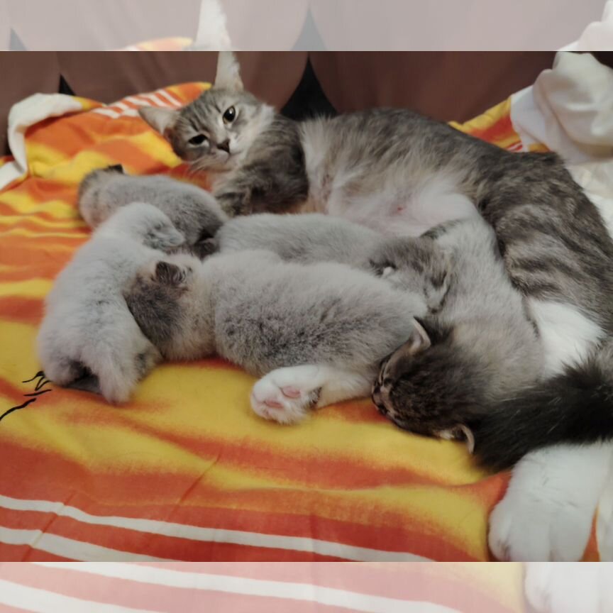 Котята в добрые руки