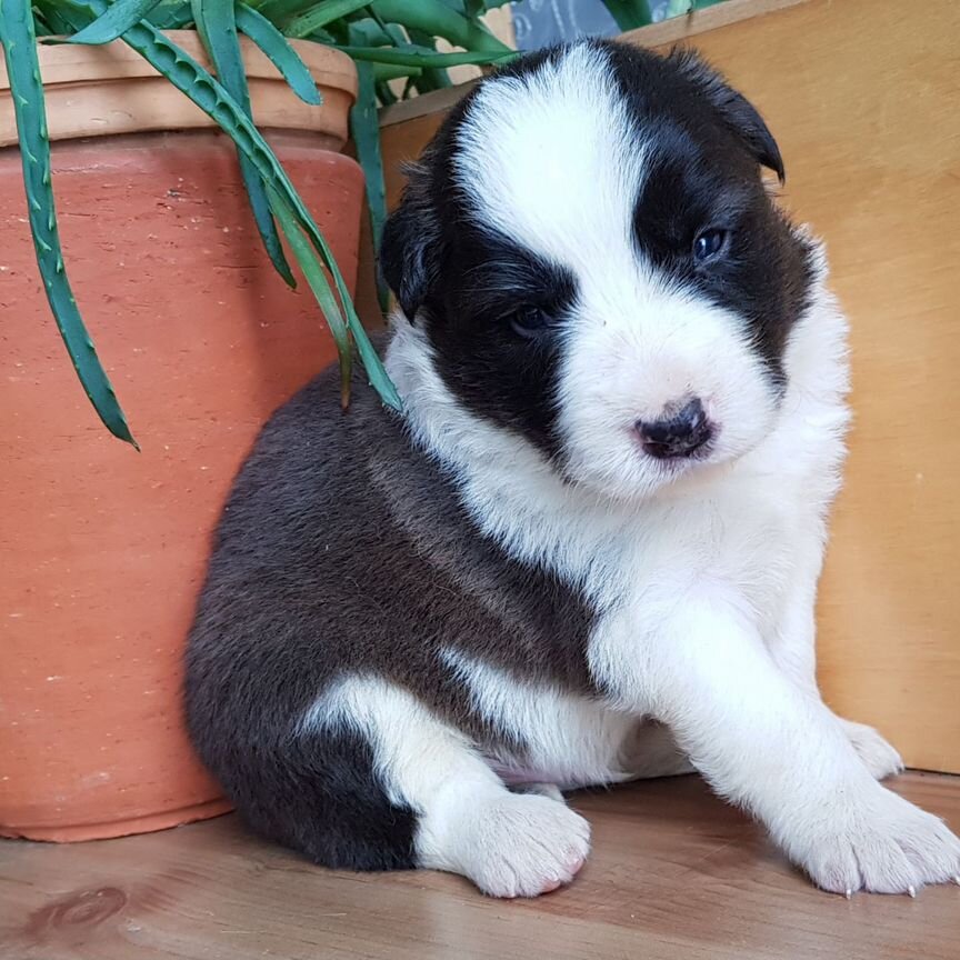 Щенки бордер колли