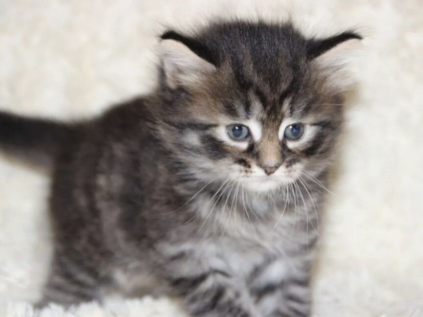 Сибирская леди