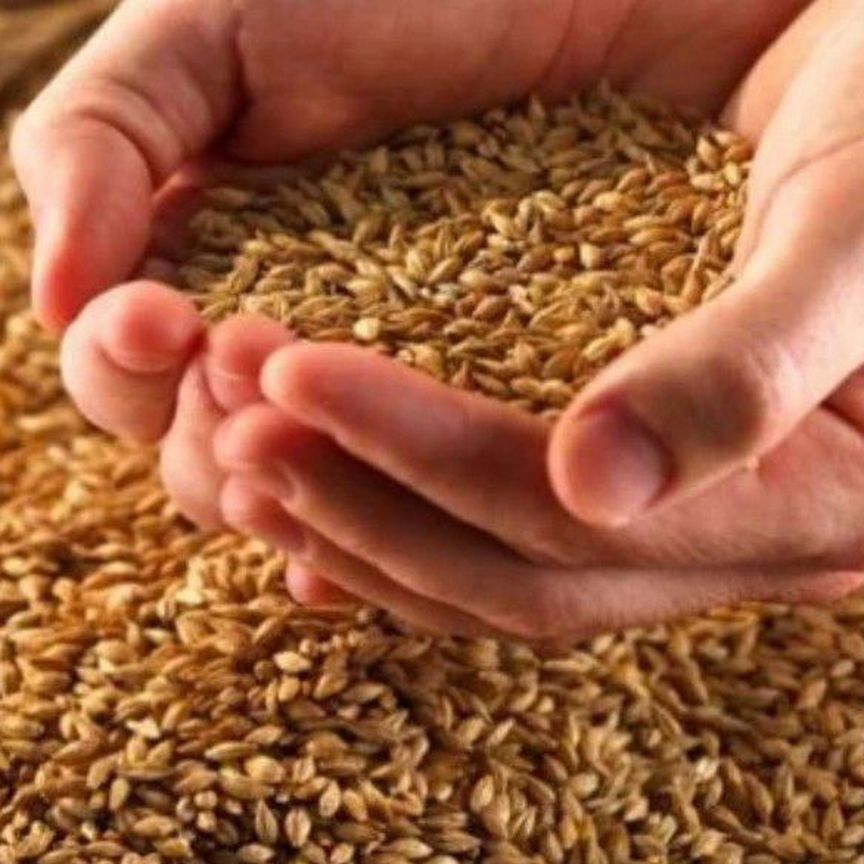 Пшеница   ячмень (новый урожай )