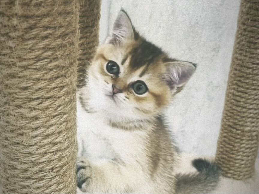 Британские котята золотая шиншилла