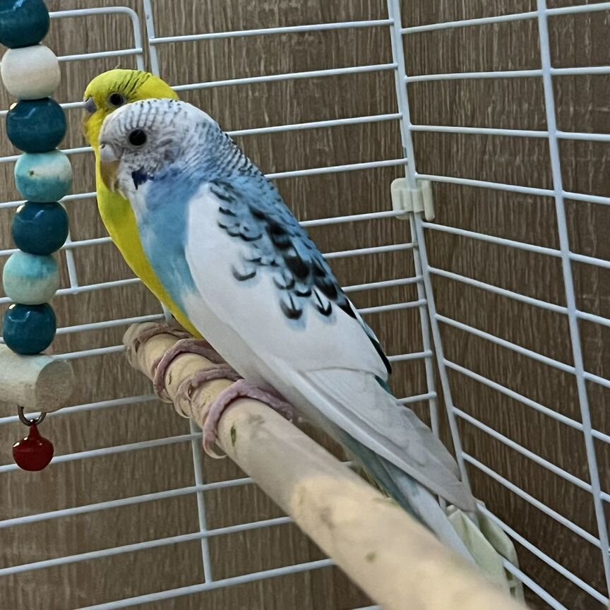 Волнистый попугай