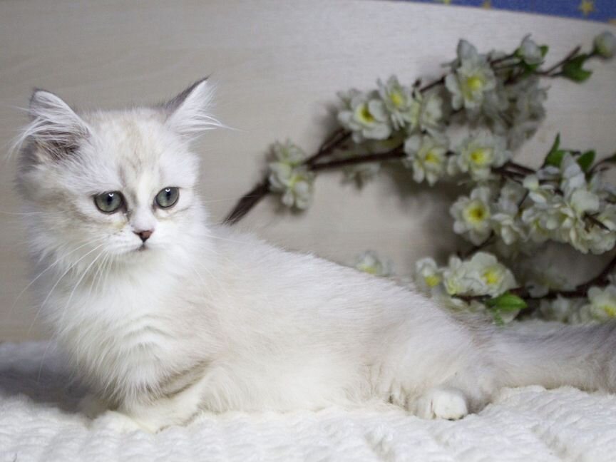 Котята манчкин