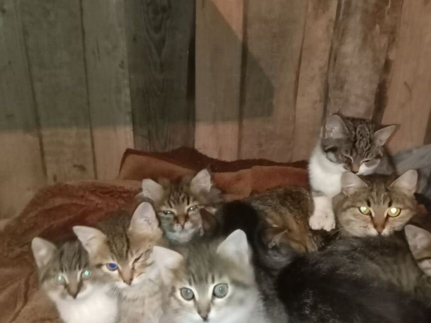 Кошка