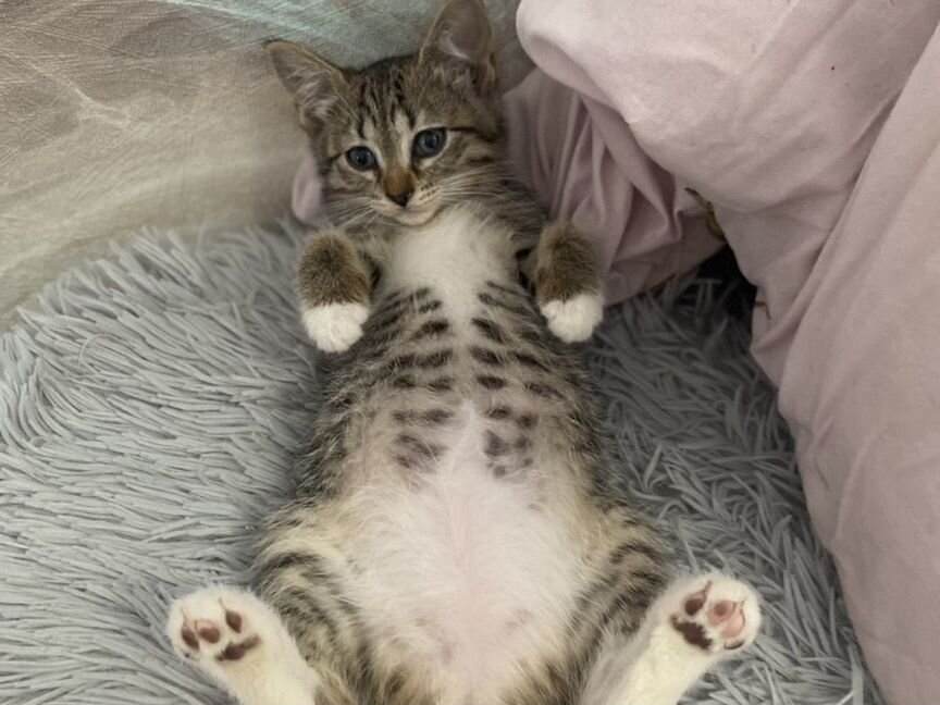 Котенок девочка 2 месяца Ясна