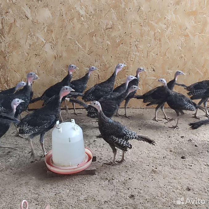 Американская дикая индейка