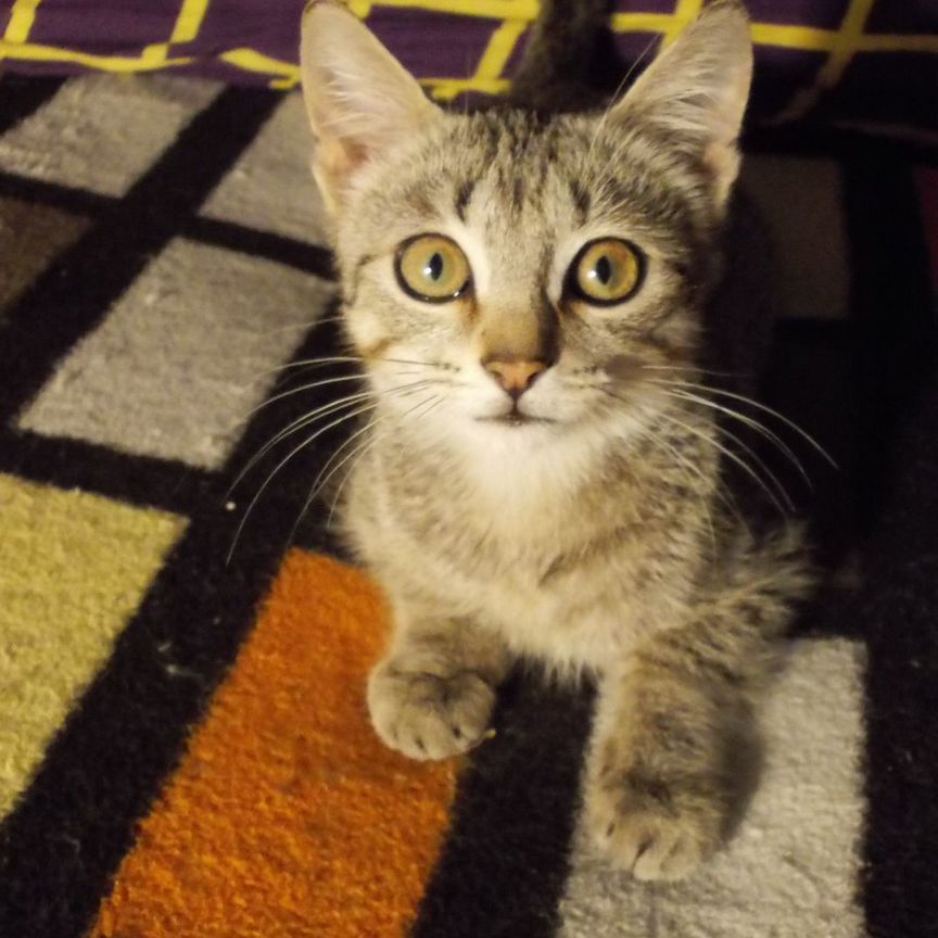 Котенок мальчик подросток