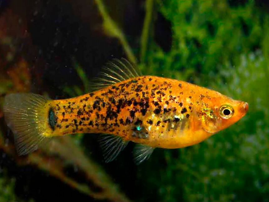 Меченосец Миллера разводные