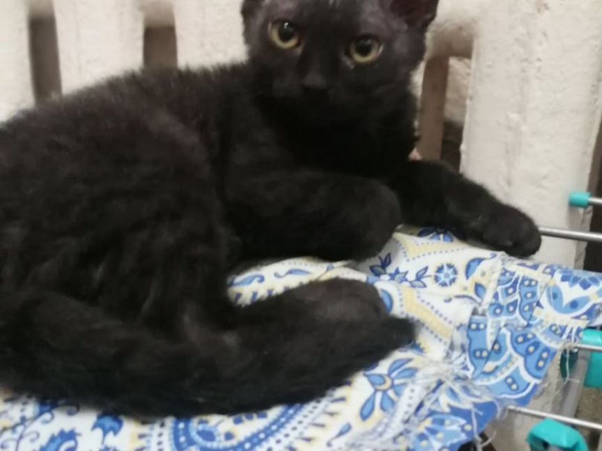 Кошки в добрые руки бесплатно