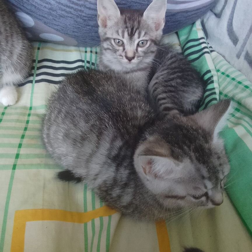 Обыкновенная, народная и русская