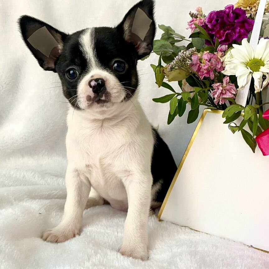 Щенки чихуахуа