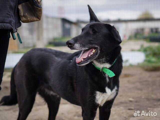 Суперсобака Шерри