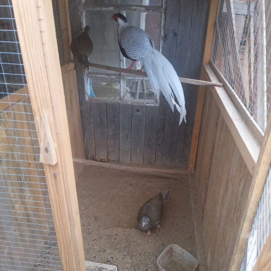 Семья фазана серебристого