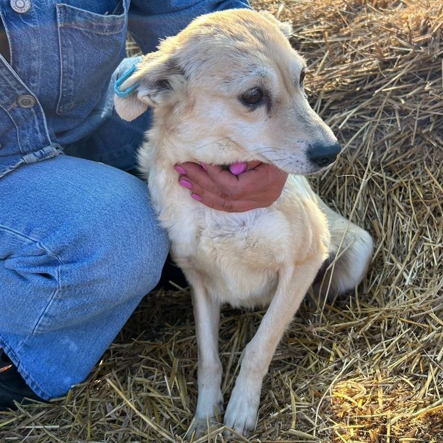 Взрослый пёс в добрые руки