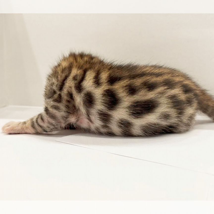 Бенгальские котята