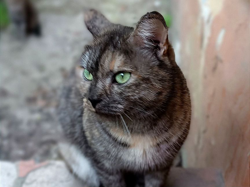 Киска с изумрудными глазами