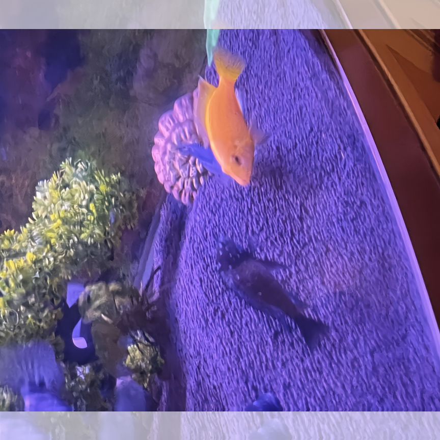 Трофеусы звездчатые