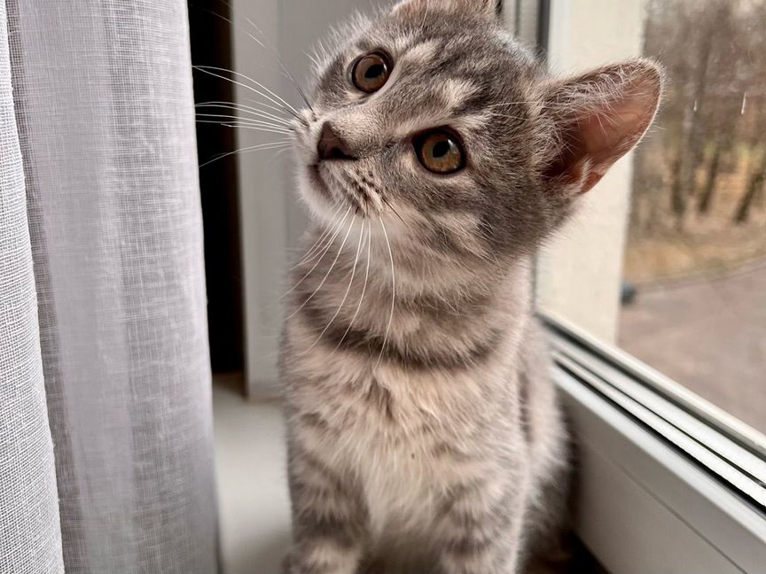 Котенок с улицы ищет добрые руки