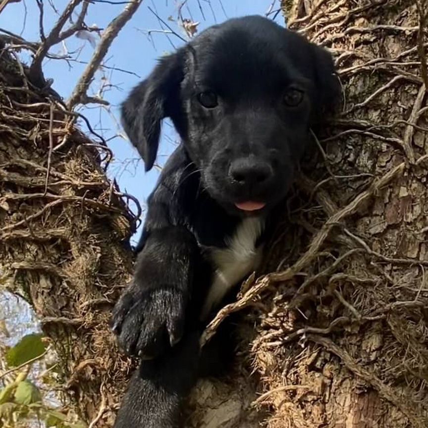 Щенок в добрые руки