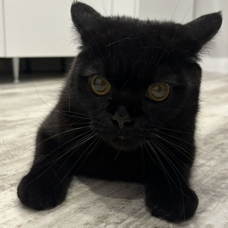 Британский короткошёрстный котёнок