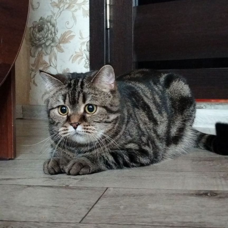 Кошка Нюша