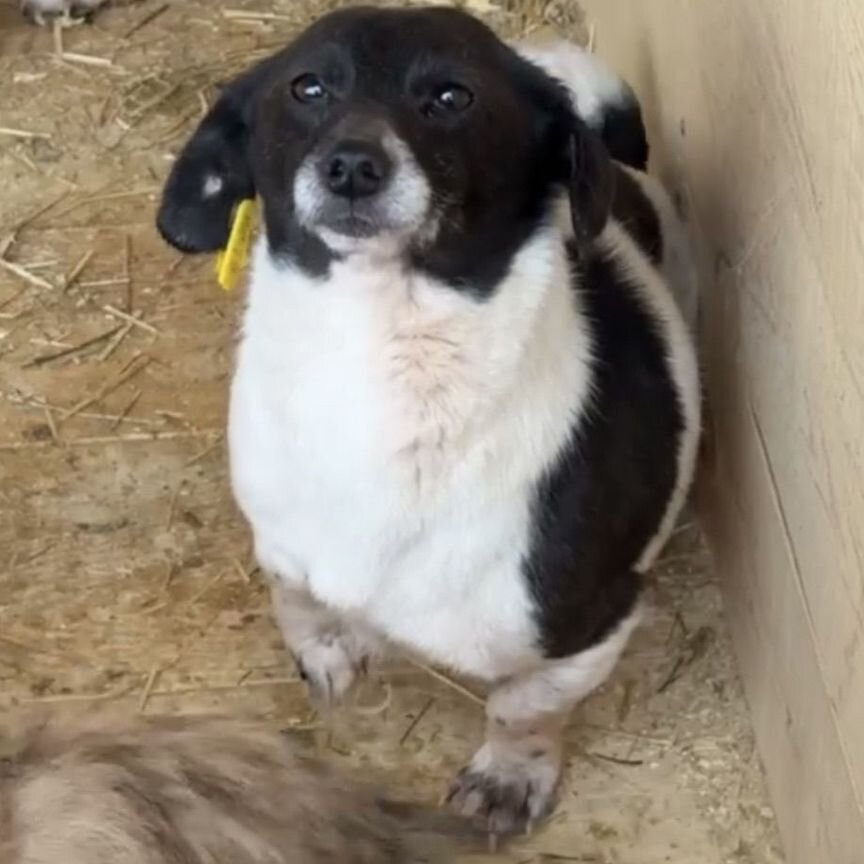 Взрослая собака в добрые руки