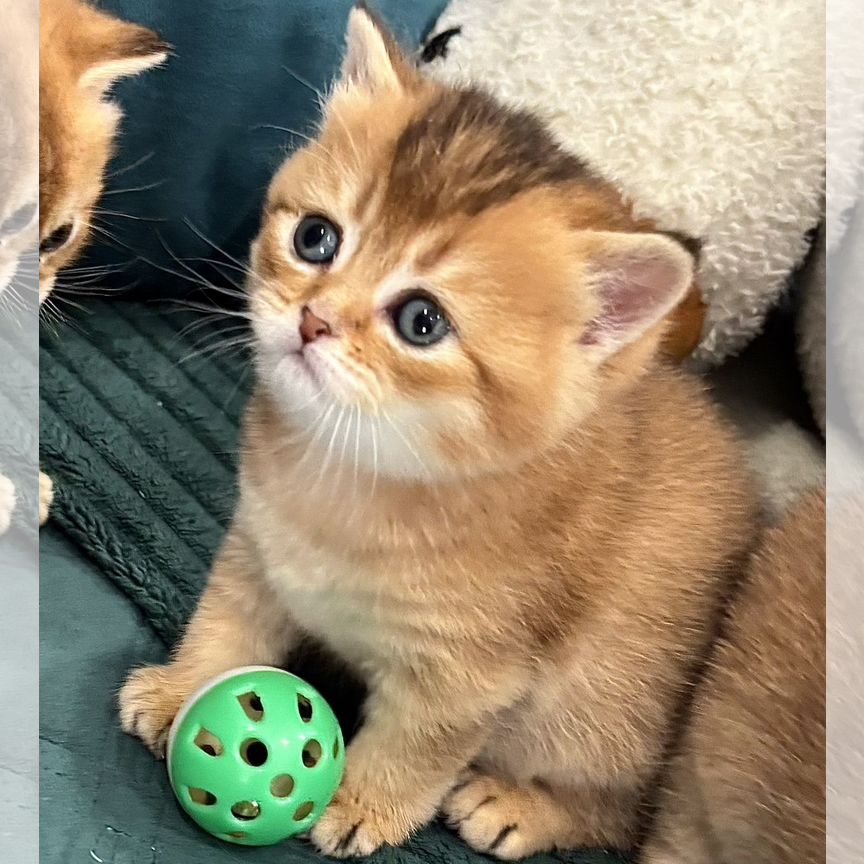 Шотландский вислоухий короткошёрстный котёнок