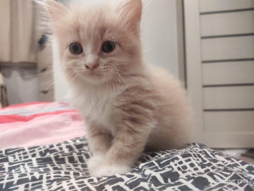 Рыжий котенок мальчик