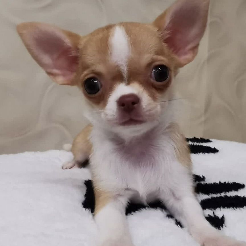 Чихуахуа, щенок