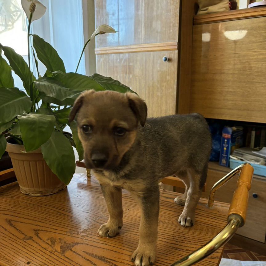 Щенок в добрые руки