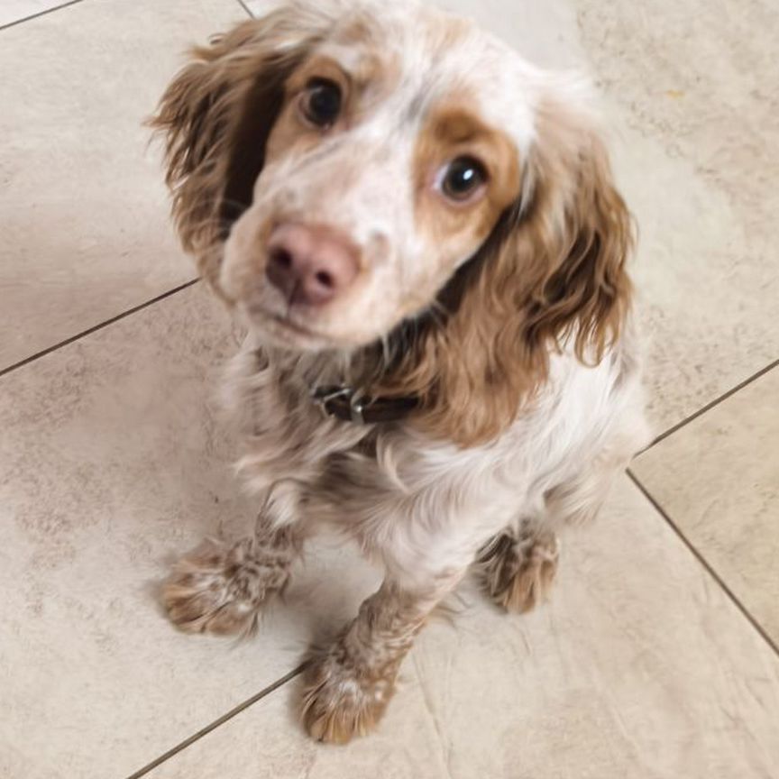 Русский охотничий спаниель, щенок